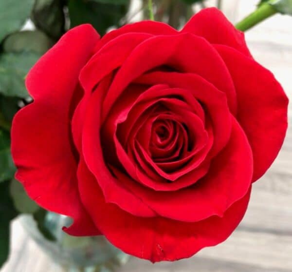 Blog - How to give the best Valentine’s roses
