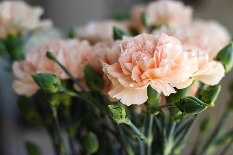 Birth Month Flowers: The Language of Birthday Blooms