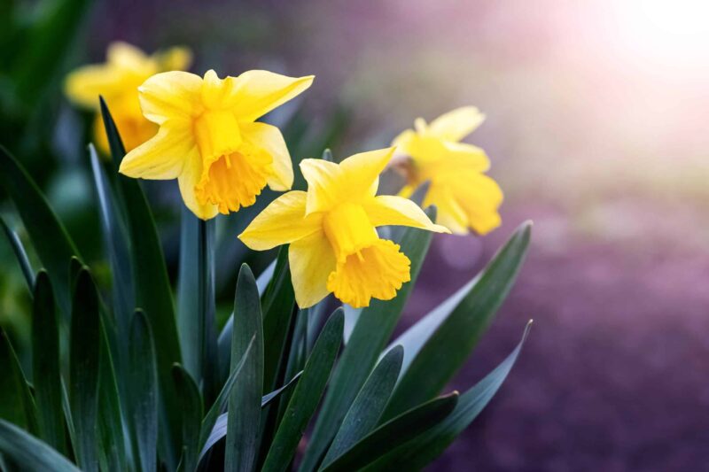 Birth Month Flowers: The Language of Birthday Blooms