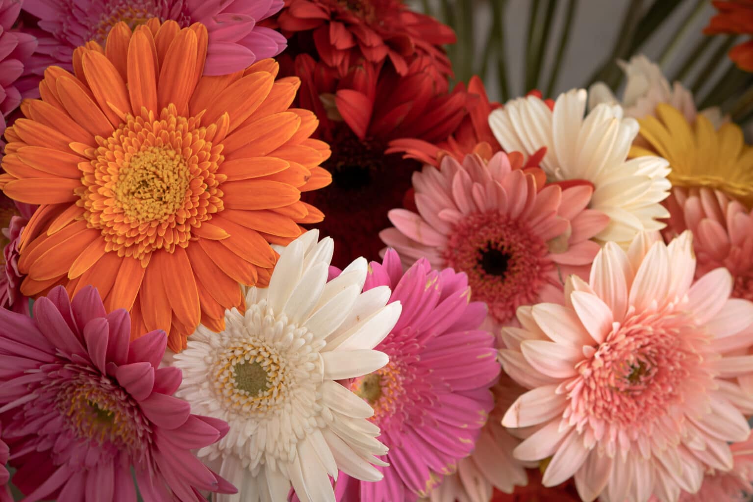 Birth Month Flowers: The Language of Birthday Blooms